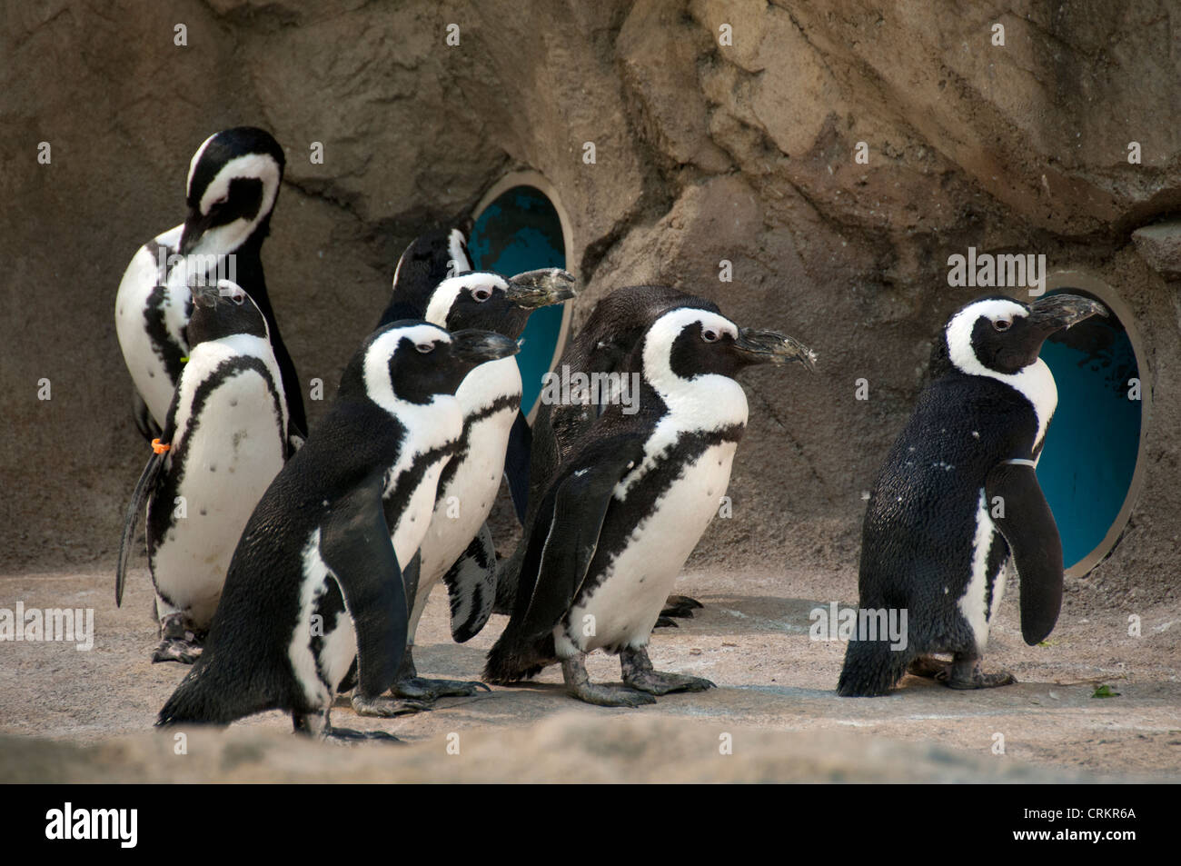 African black footed penguins Stock Photo - Alamy