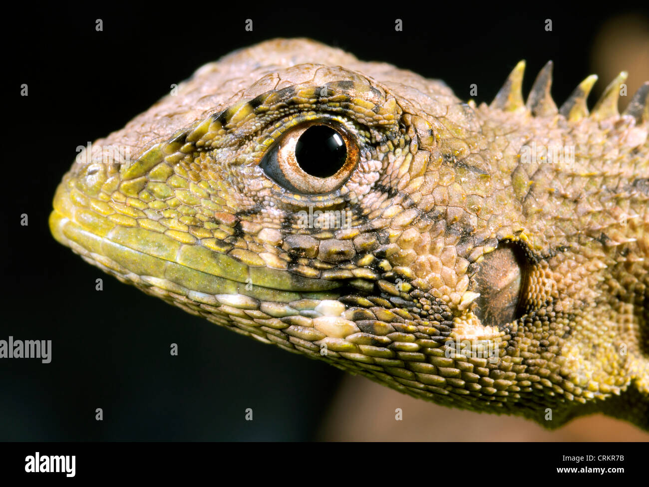Olive tree runner hi-res stock photography and images - Alamy