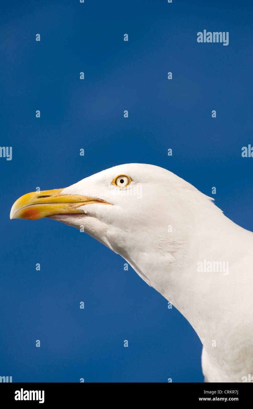 Herring Gull Larus argentatus Stock Photo - Alamy