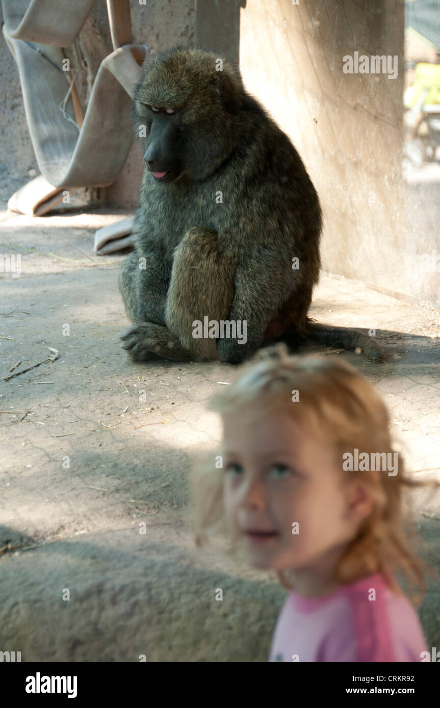 Baboon girl hi-res stock photography and images - Alamy