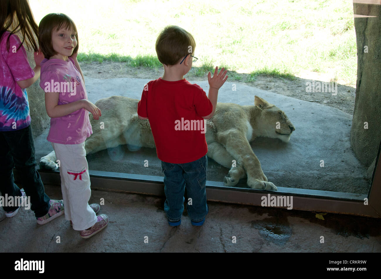 African lion exhibit Stock Photo - Alamy