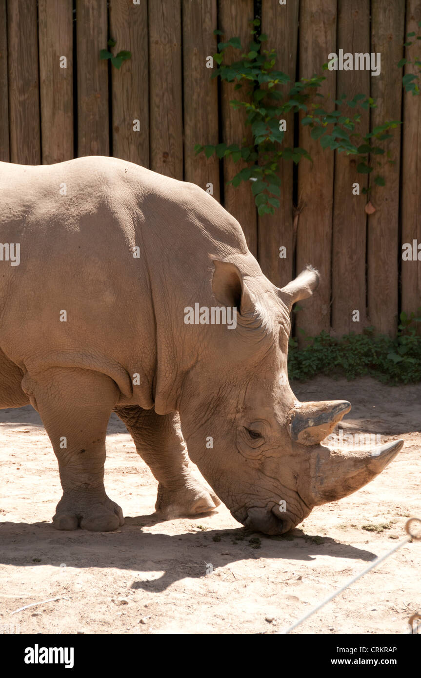 Captive rhino hi-res stock photography and images - Alamy