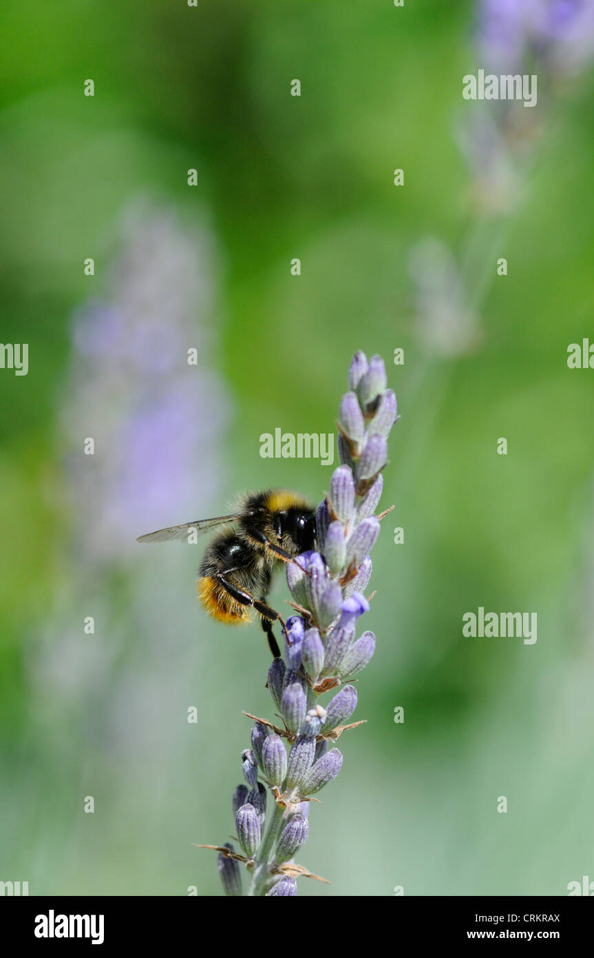 Lavender augustifolia hi-res stock photography and images - Alamy