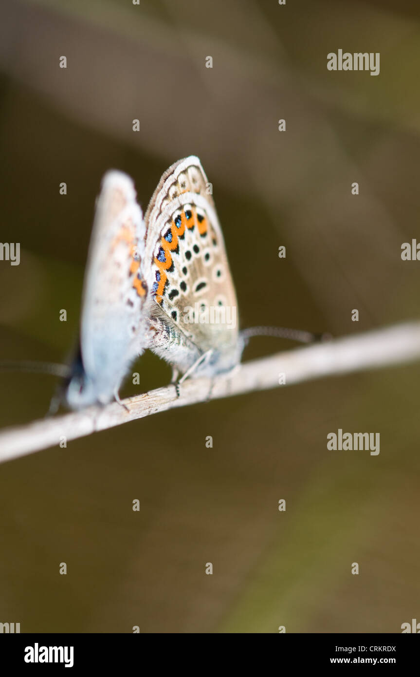 Silver studded Blue Butterfly Plebeius argus Stock Photo - Alamy