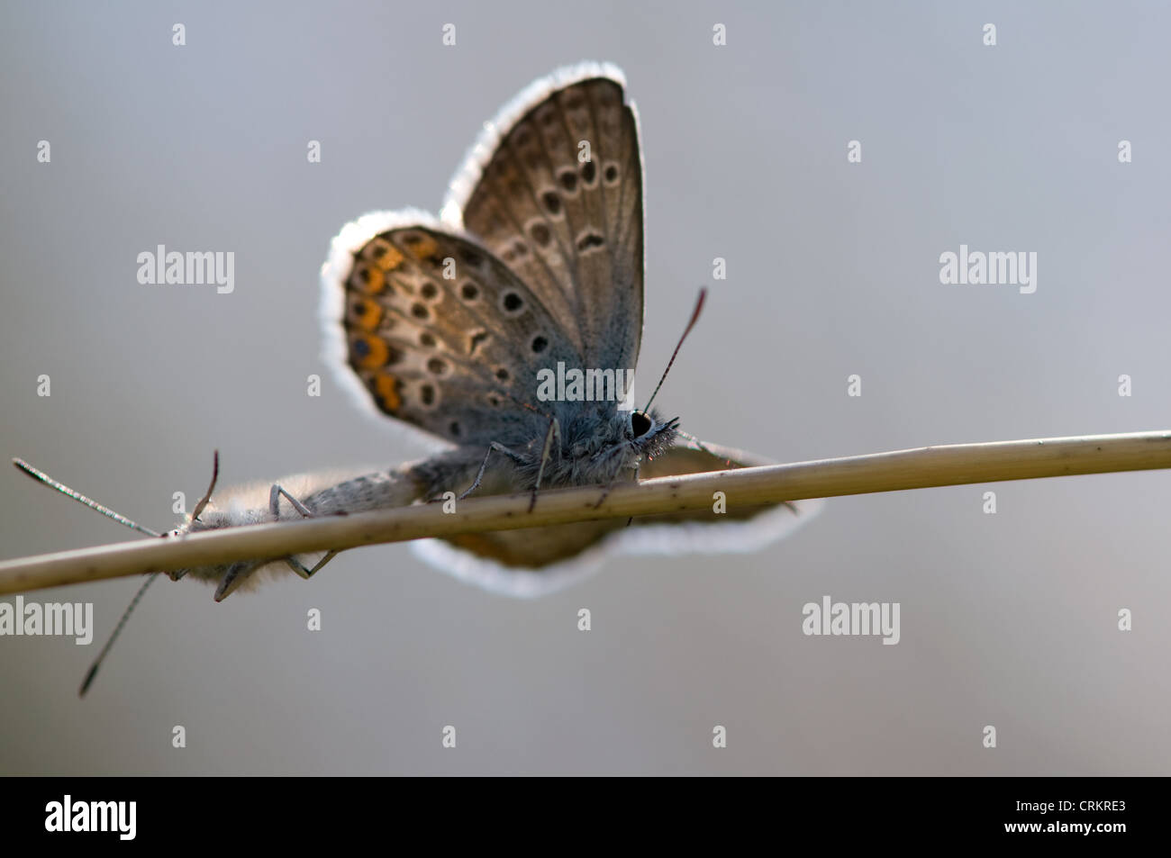 Silver studded Blue Butterfly Plebeius argus Stock Photo - Alamy