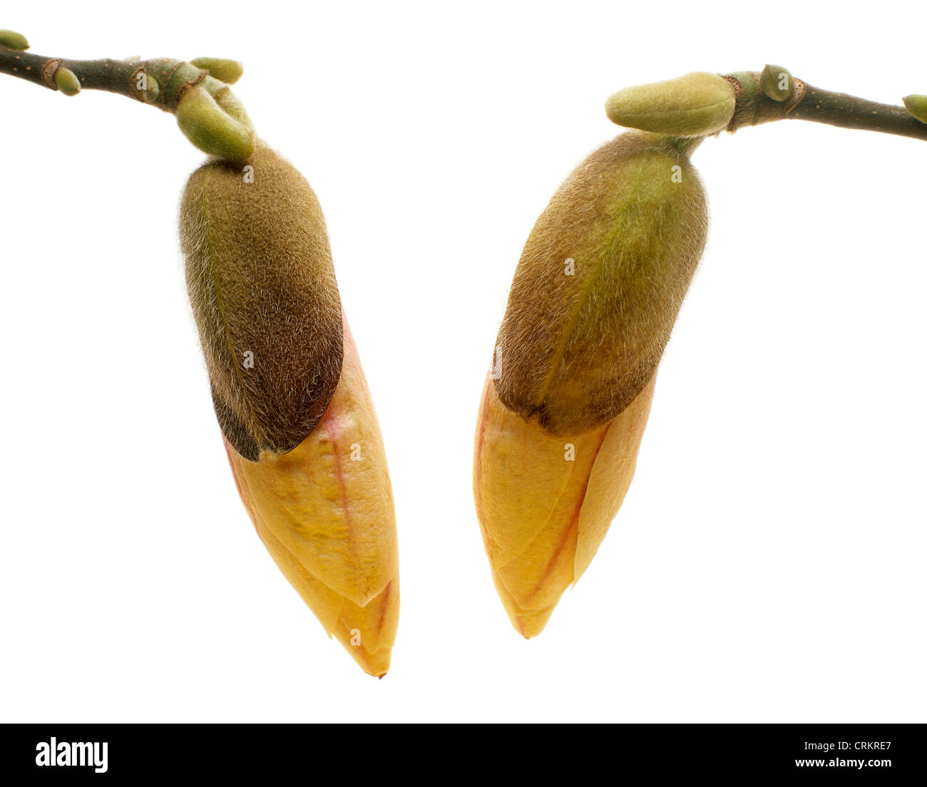 White magnolia flowers side view Cut Out Stock Images & Pictures - Alamy