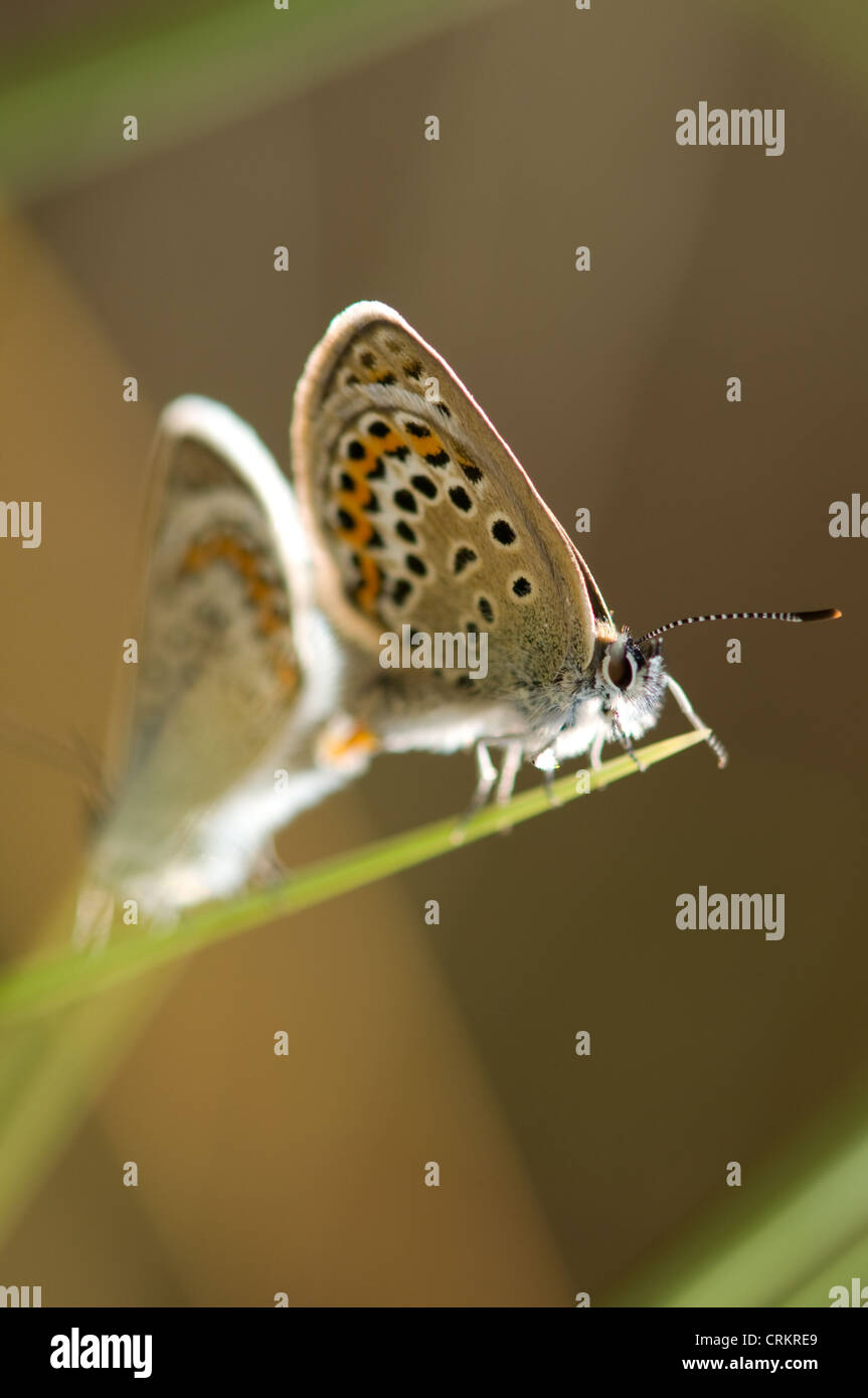 Silver studded Blue Butterfly Plebeius argus Stock Photo - Alamy