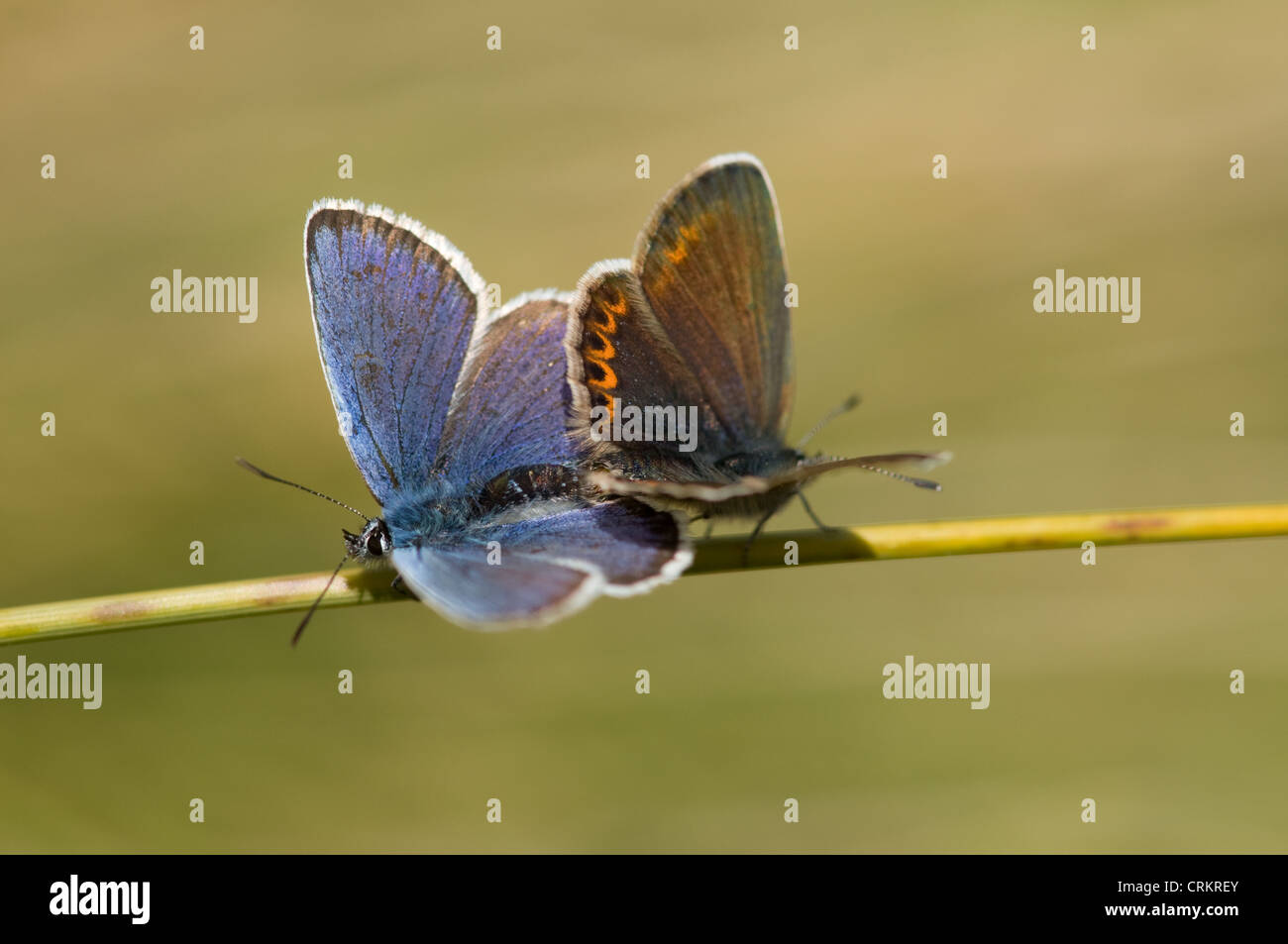 Silver Studded Blue Butterfly High Resolution Stock Photography and ...