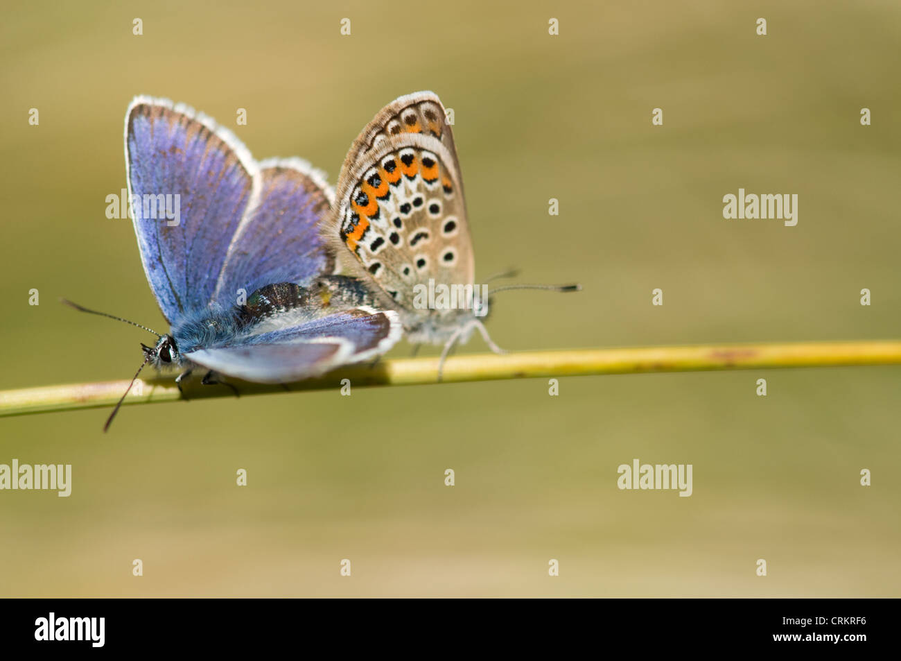 Silver studded Blue Butterfly Plebeius argus Stock Photo - Alamy