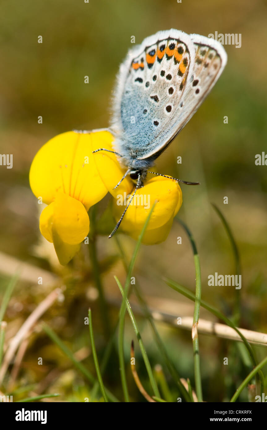 Silver Studded Blue, Plebeius argus, on birds foot trefoil Stock Photo ...