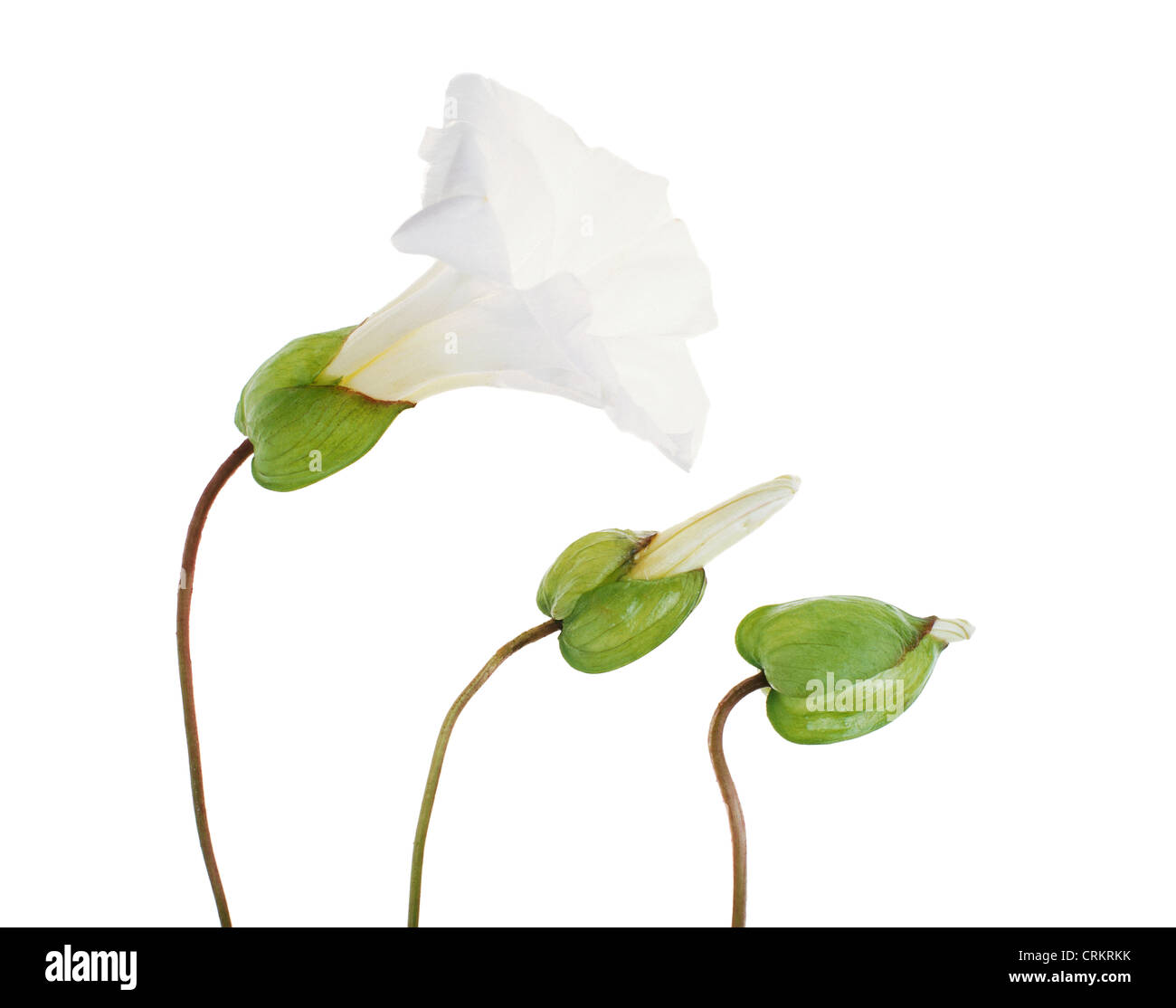 Convolvulus arvensis, Bindweed Stock Photo - Alamy Convolvulus arvensis, Bindweed Stock Photo - Alamy