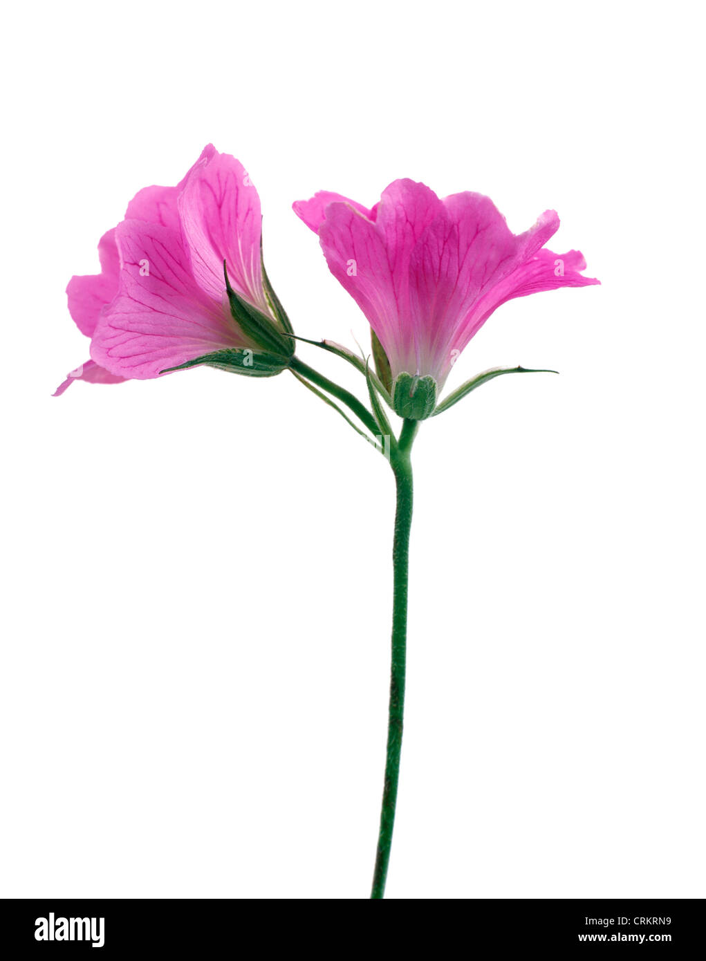 Double Pink Geranium High Resolution Stock Photography and Images - Alamy