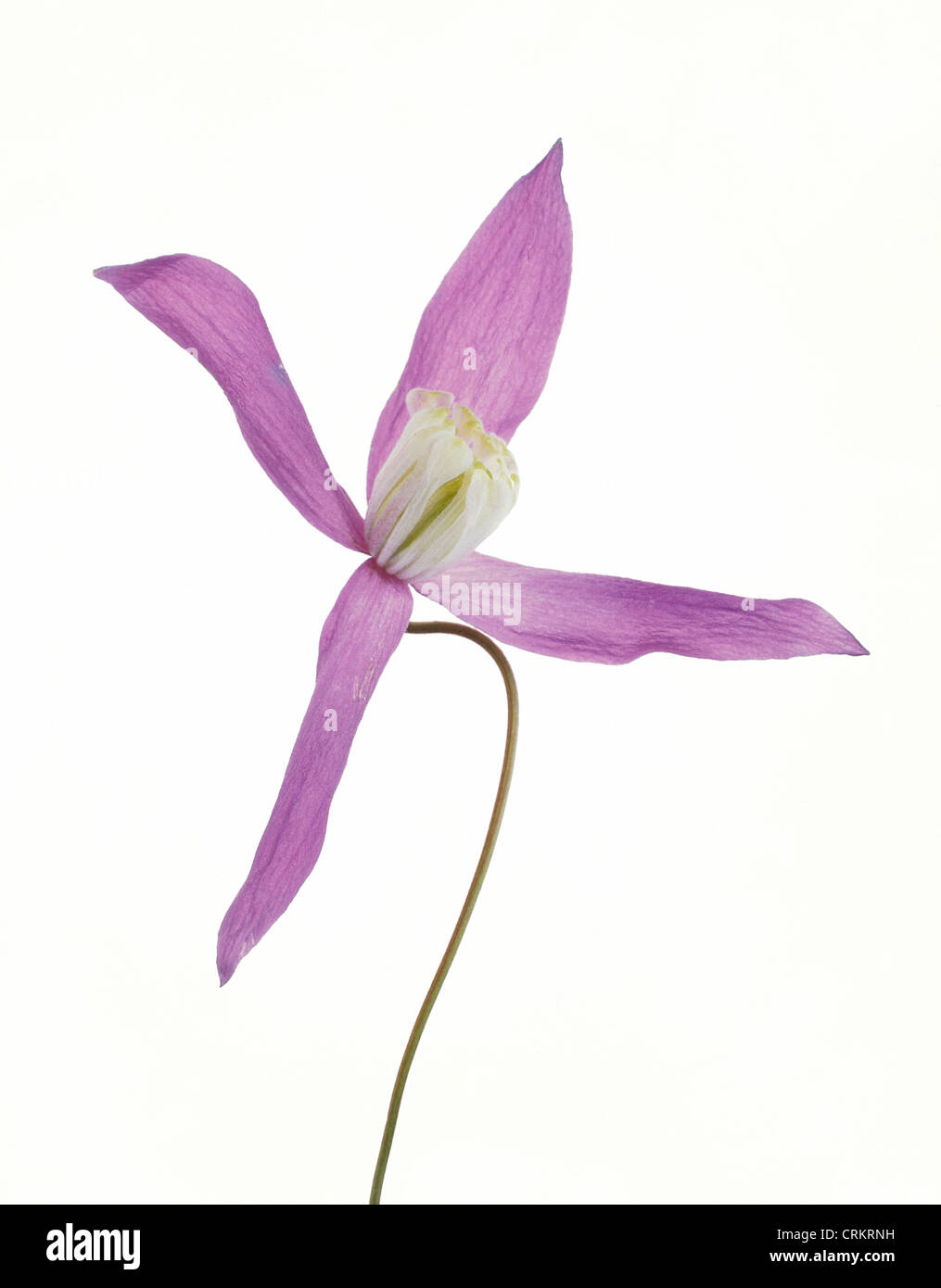 Clematis integrifolia, Clematis Stock Photo - Alamy