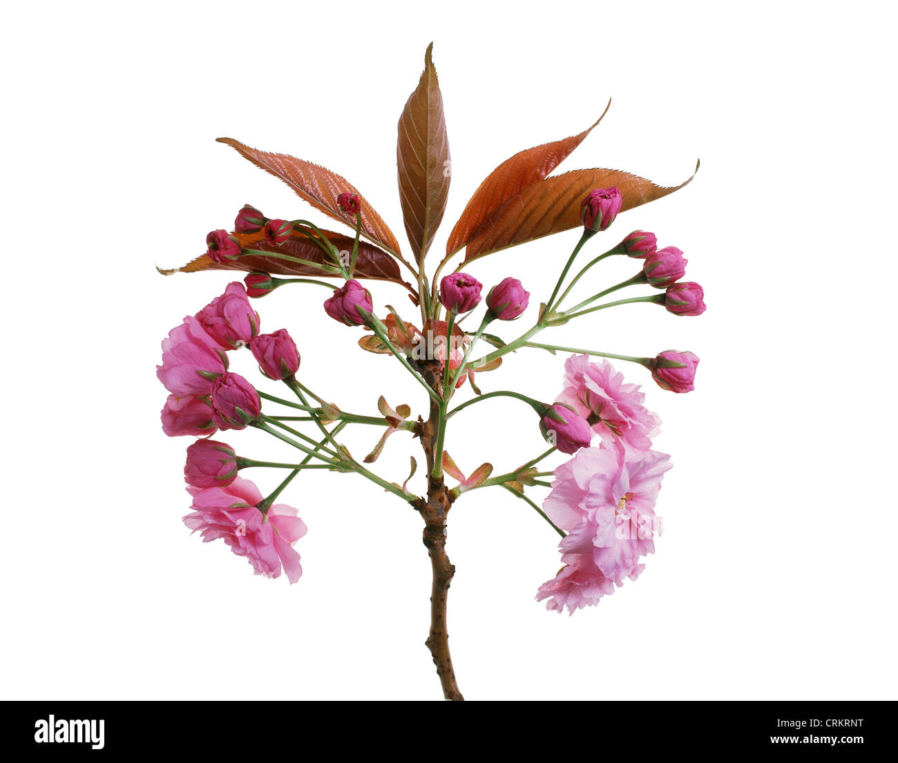 Prunus amanogawa hi-res stock photography and images - Alamy