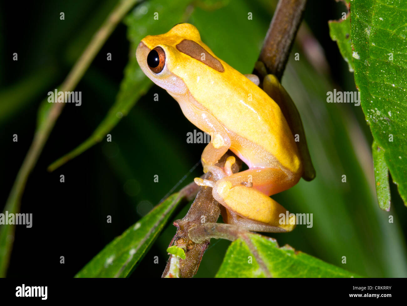Triangle Treefrog (DEndropsophus triangulum) In the Ecuadorian Amazon ...