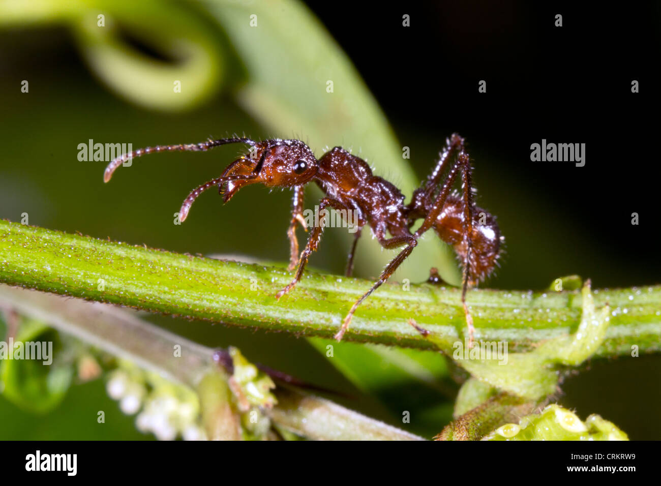 A very large stinging ant from rainforest in eastern Ecuador Stock ...