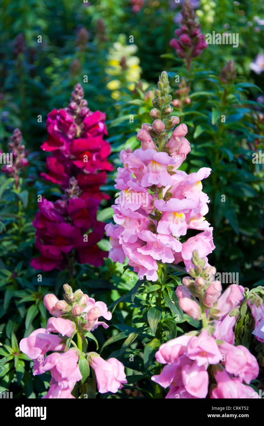 Beautiful pink flowers Stock Photo - Alamy