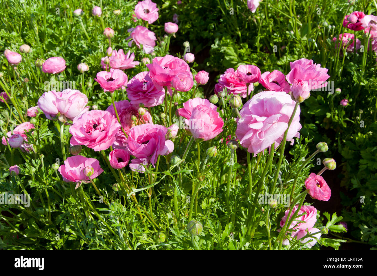 Ranunculus flower field Stock Photo - Alamy