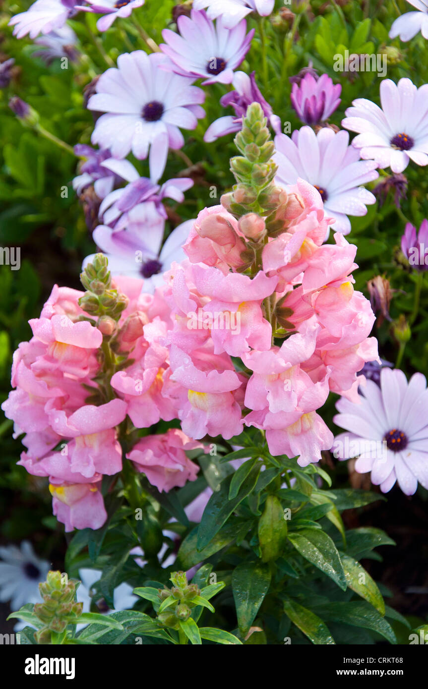 Beautiful pink flowers Stock Photo - Alamy