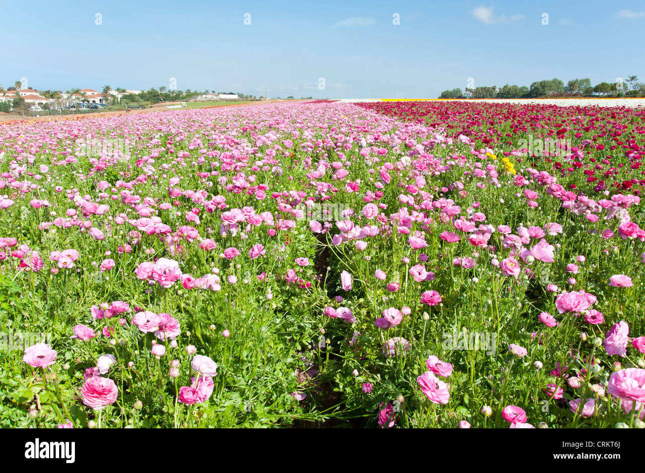 Ranunculus flower field Stock Photo - Alamy