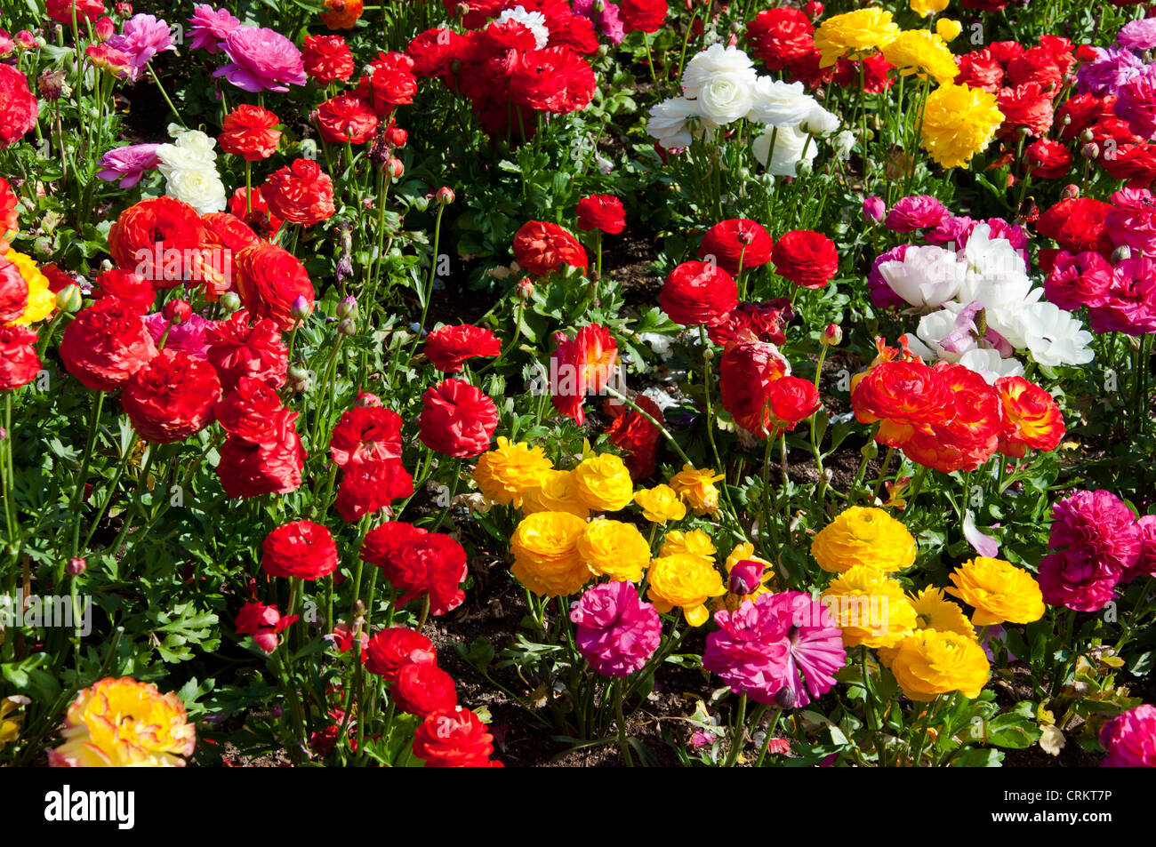 Ranunculus flower field Stock Photo - Alamy