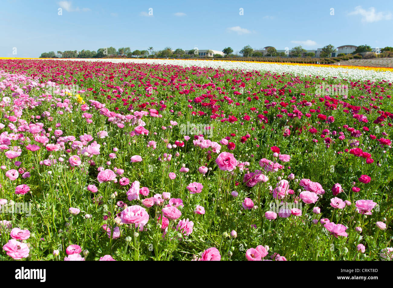 Ranunculus flower field Stock Photo - Alamy