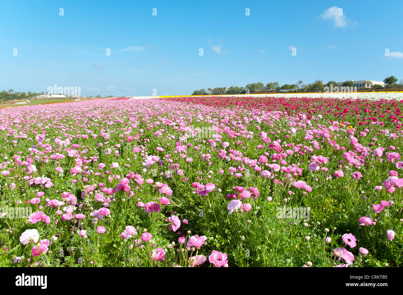 Ranunculus flower field Stock Photo - Alamy