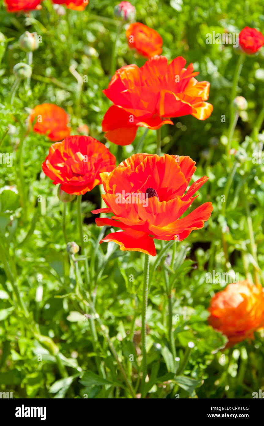 Ranunculus flower field Stock Photo - Alamy