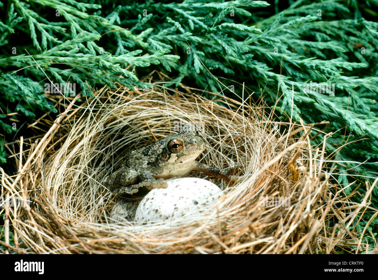 Tree frog on blue grosbeak's nest with cowbird eggs, Missouri USA Stock ...