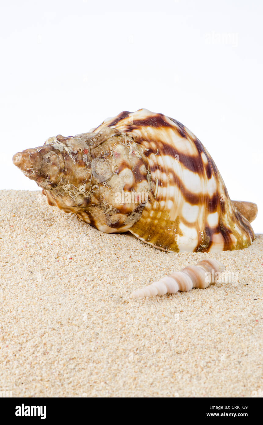Conch sea shell on sand isolated on white background Stock Photo - Alamy