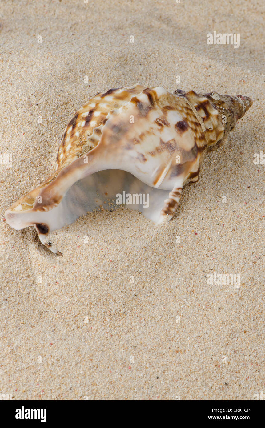 Sea shell on the shore sand background Stock Photo - Alamy