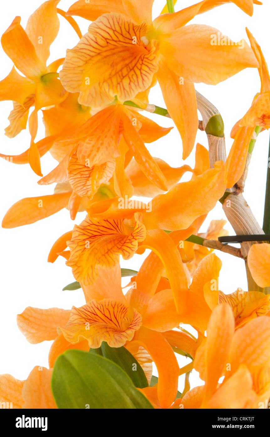 Closeup of orange dendrobium flower on white background Stock Photo - Alamy