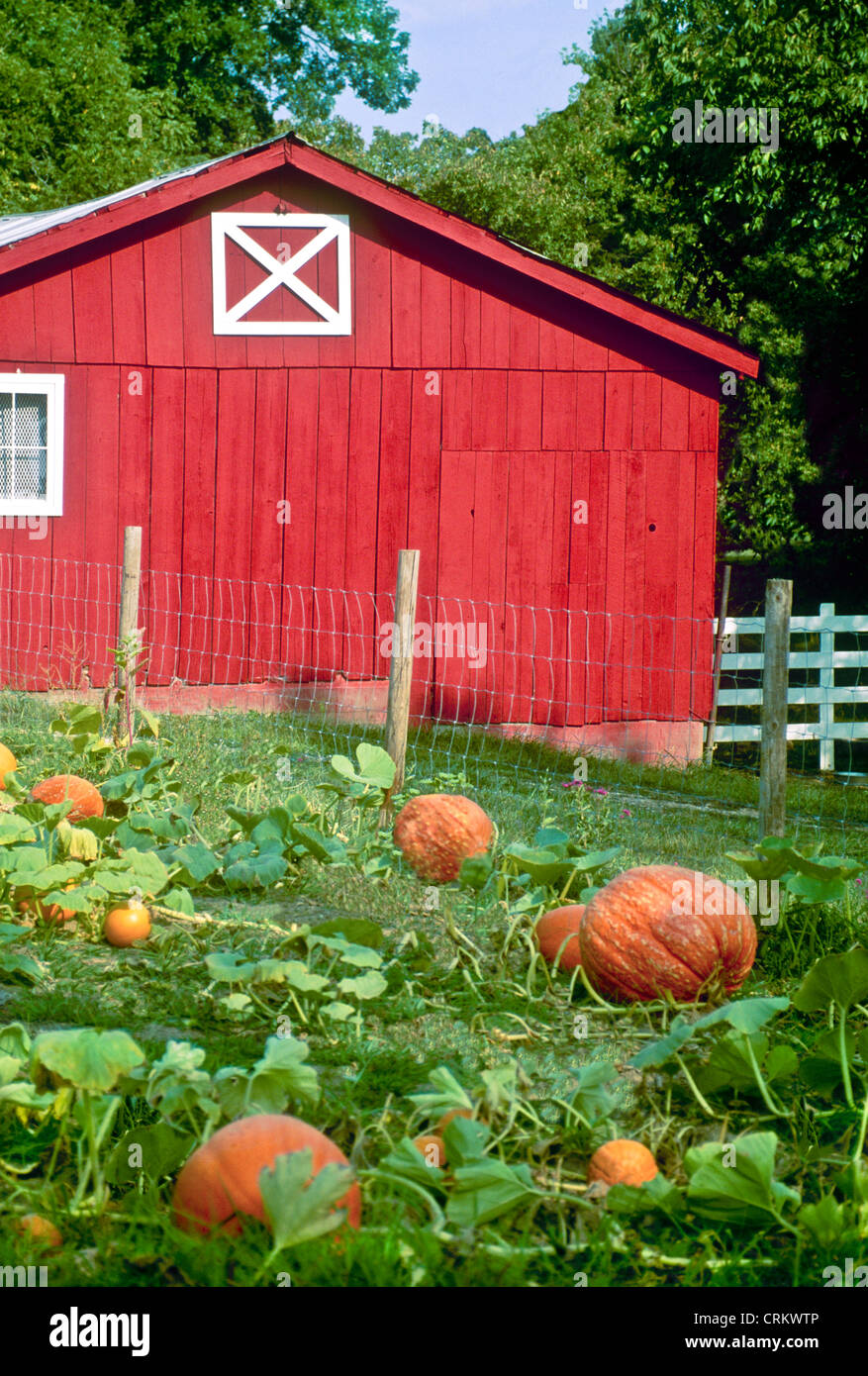 Pumpkin patch red barn hi-res stock photography and images - Alamy
