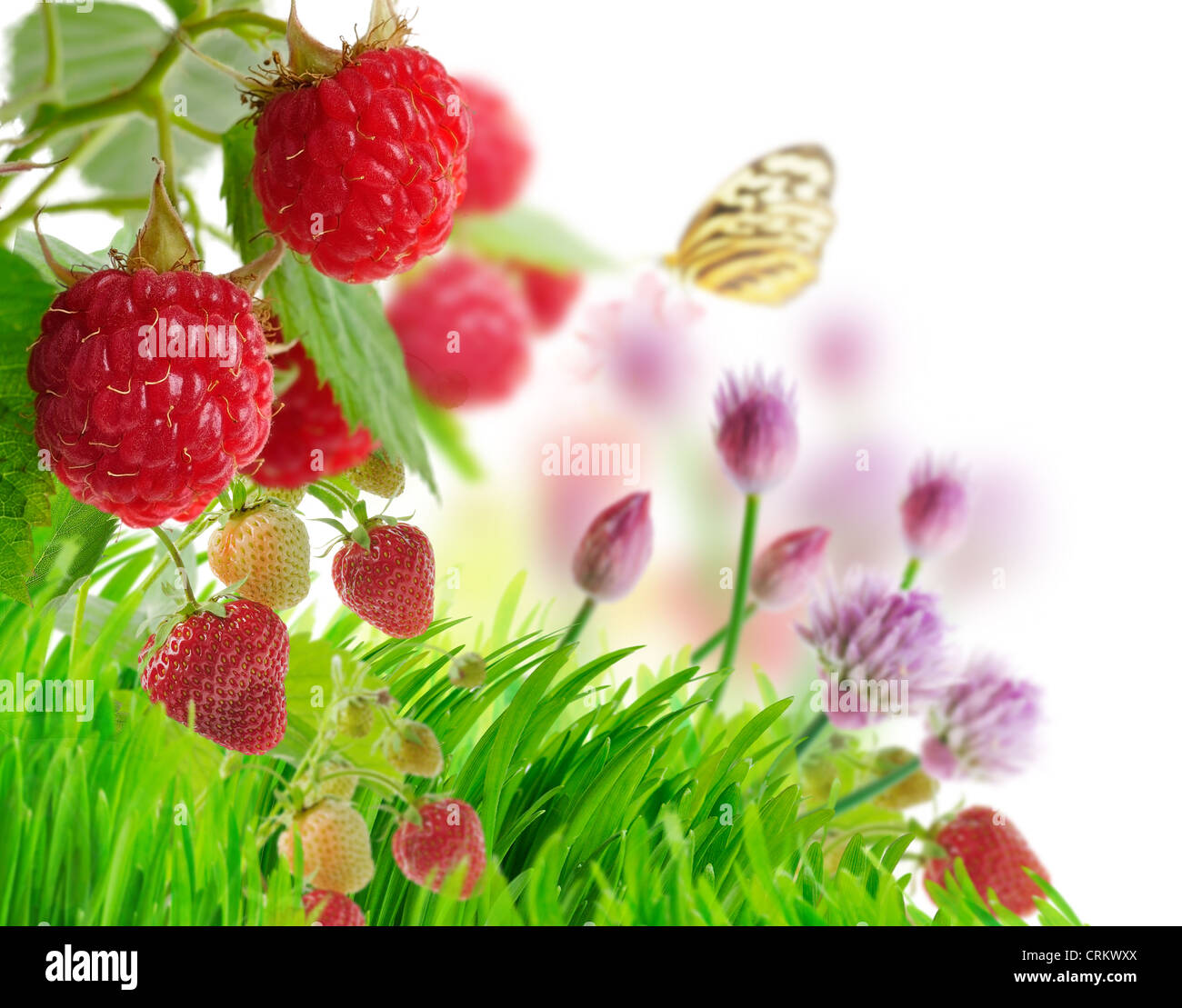 Raspberry And Strawberry In The Garden Stock Photo - Alamy