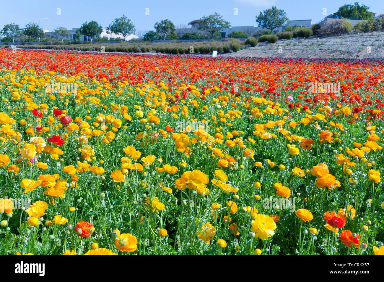 Ranunculus flower field Stock Photo - Alamy