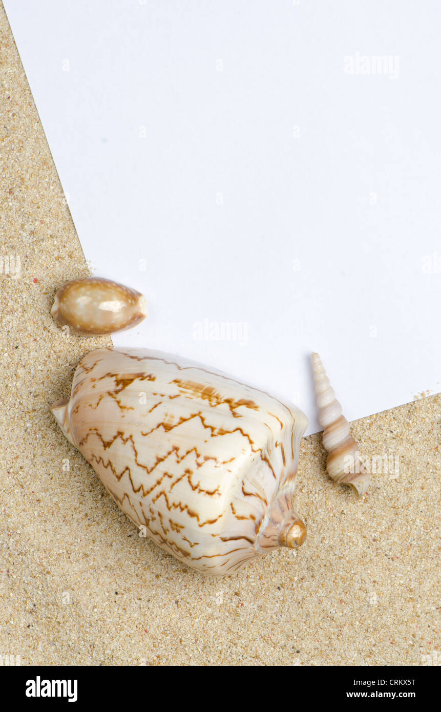Blank paper on white beach sand with conchs shells background Stock ...