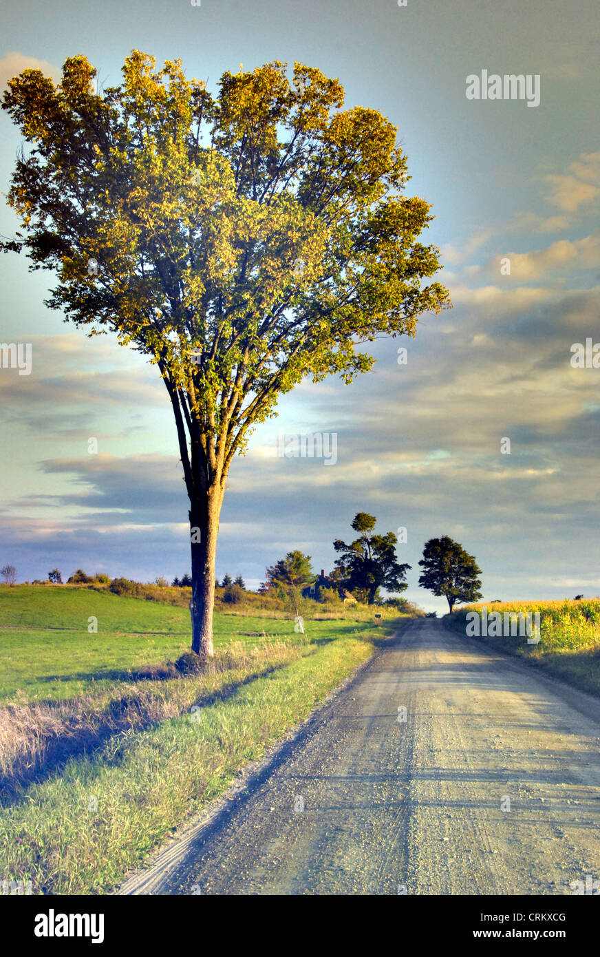 Single elm tree in rural New England on country road in summer, Vermont ...