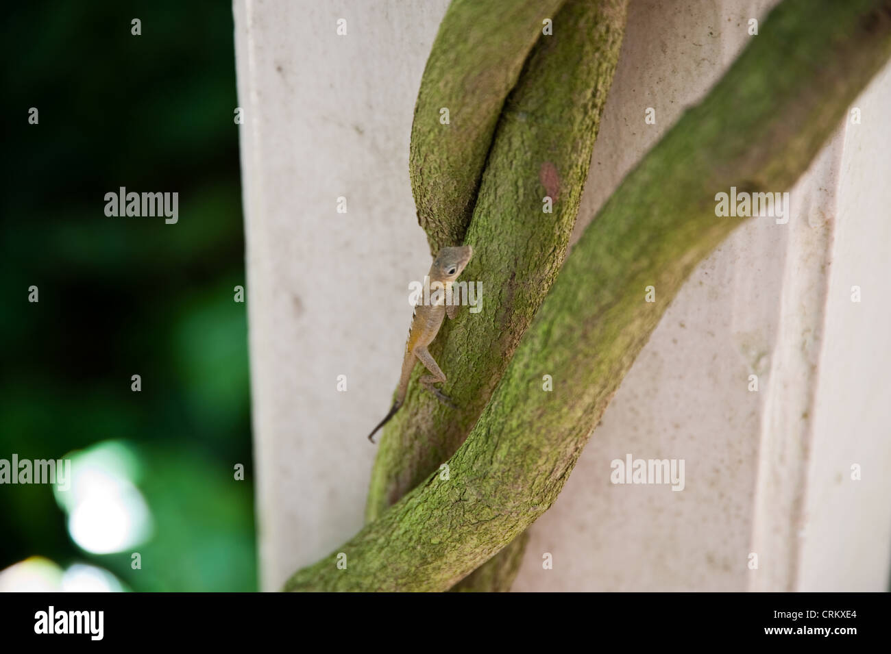 Lizard vine hi-res stock photography and images - Alamy