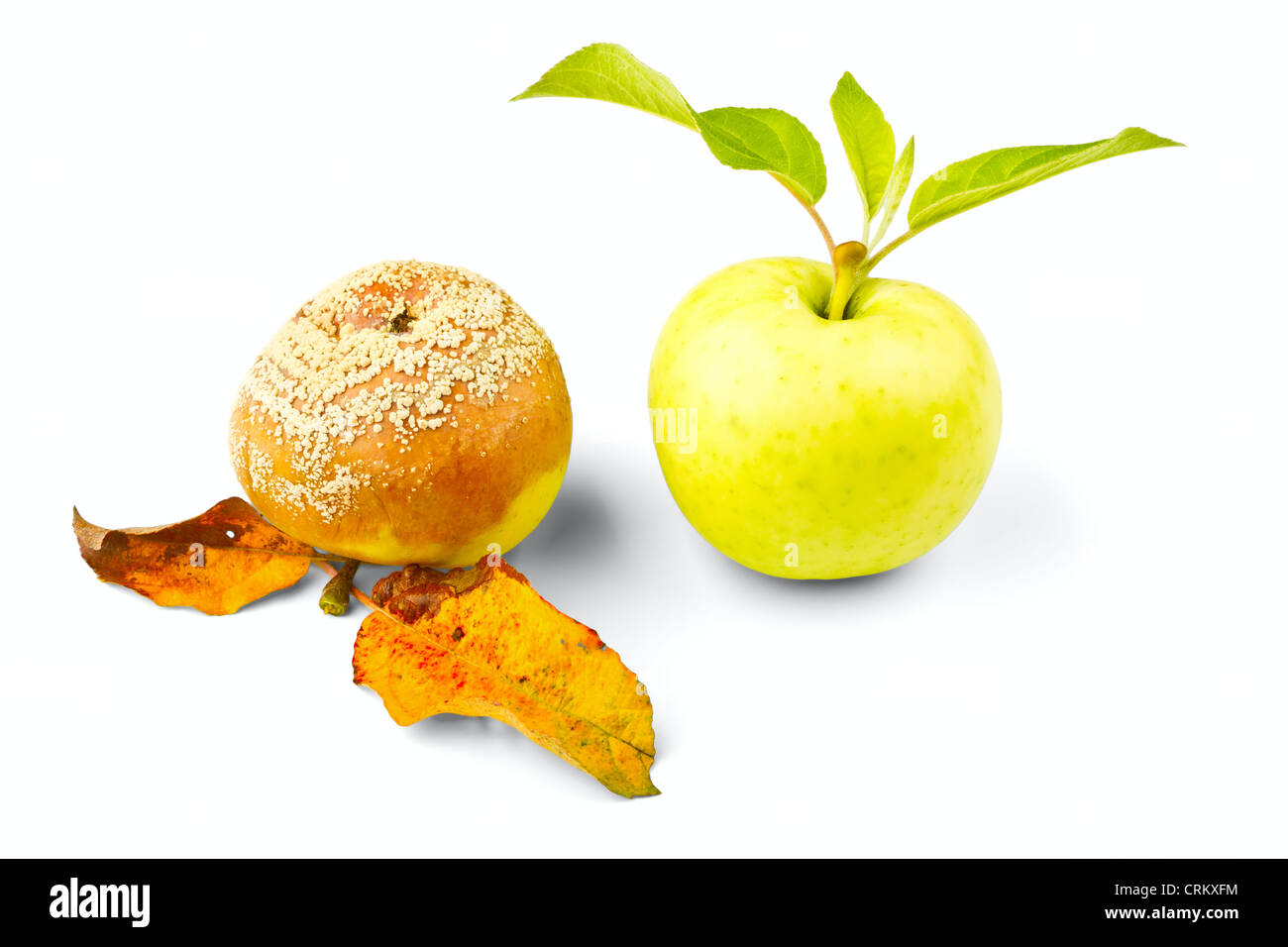 Two apples isolated on a white background Stock Photo - Alamy