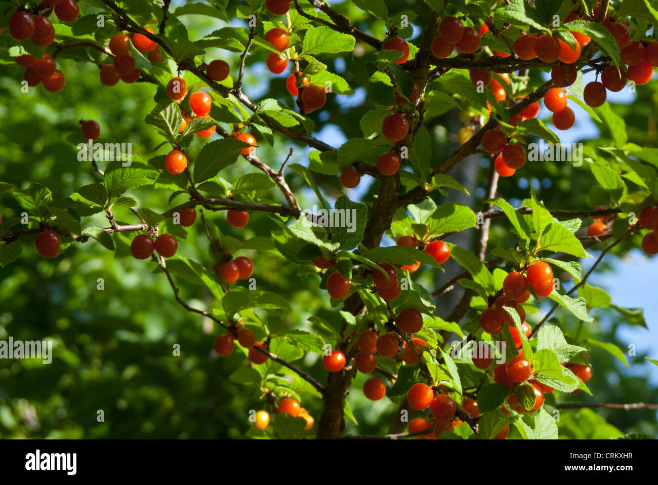 Nanking cherry hi-res stock photography and images - Alamy