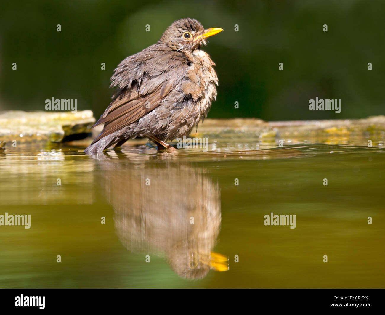 Female common blackbird bathing Stock Photo - Alamy