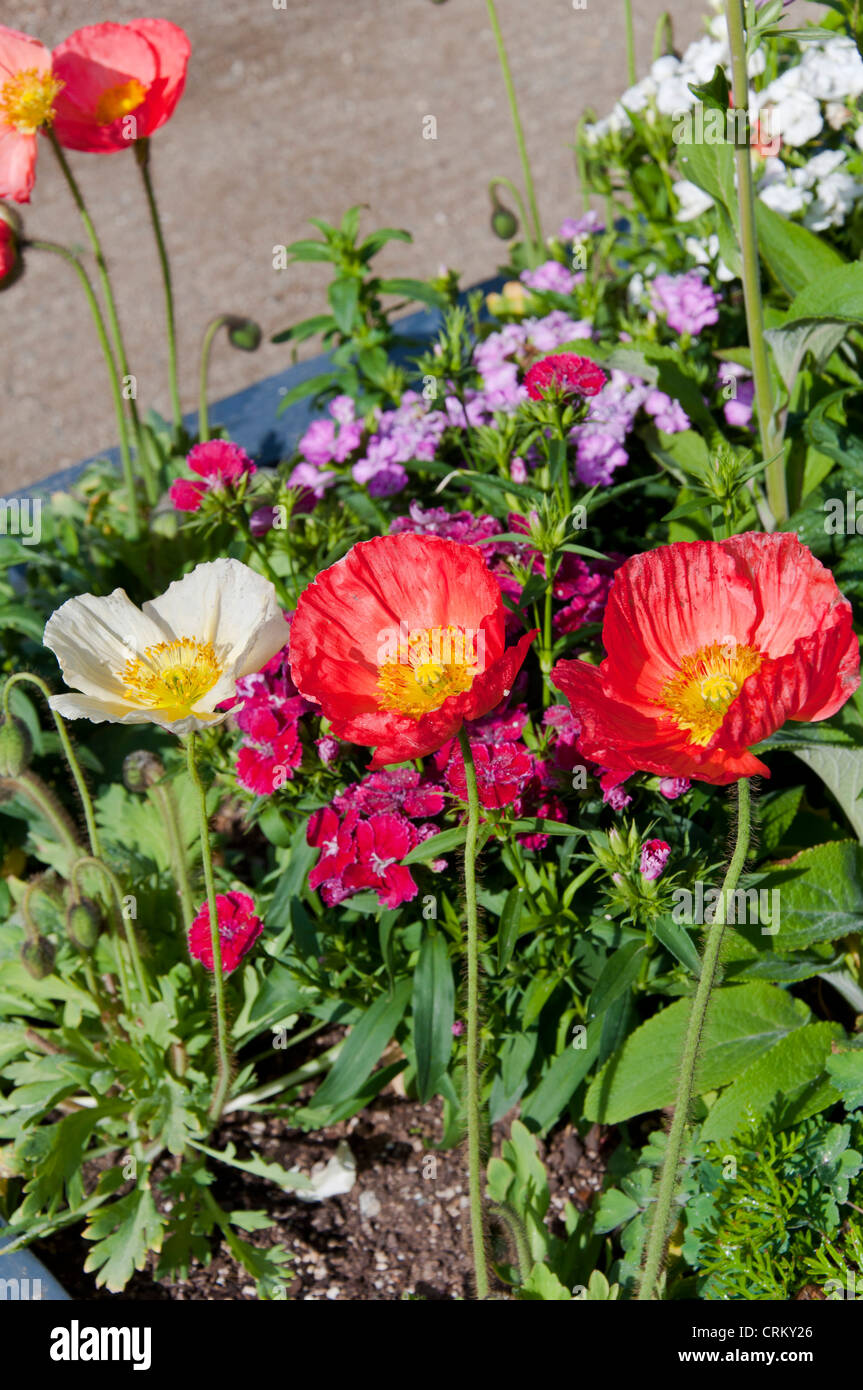 Ranunculus flower field Stock Photo - Alamy