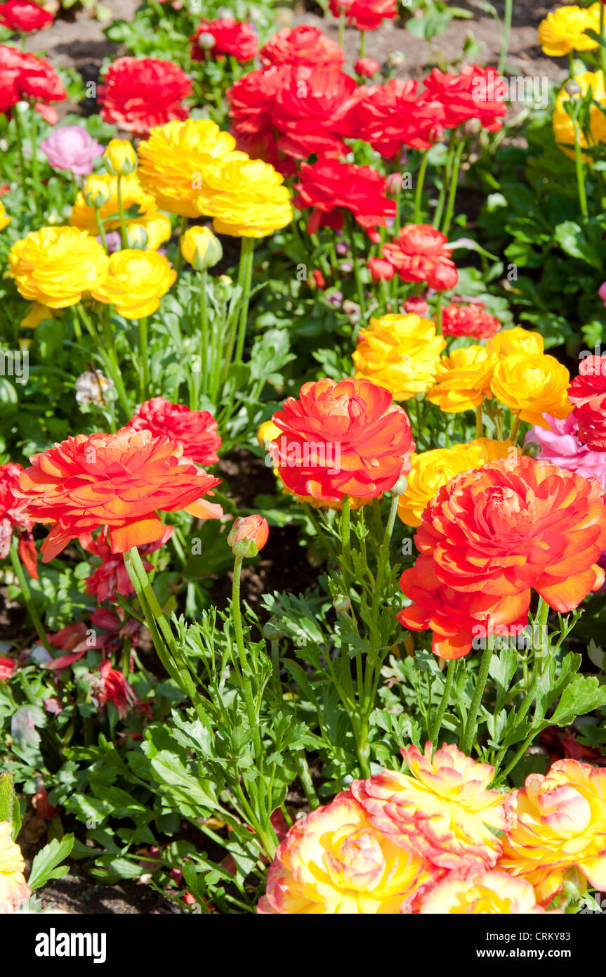 Ranunculus flower field Stock Photo - Alamy
