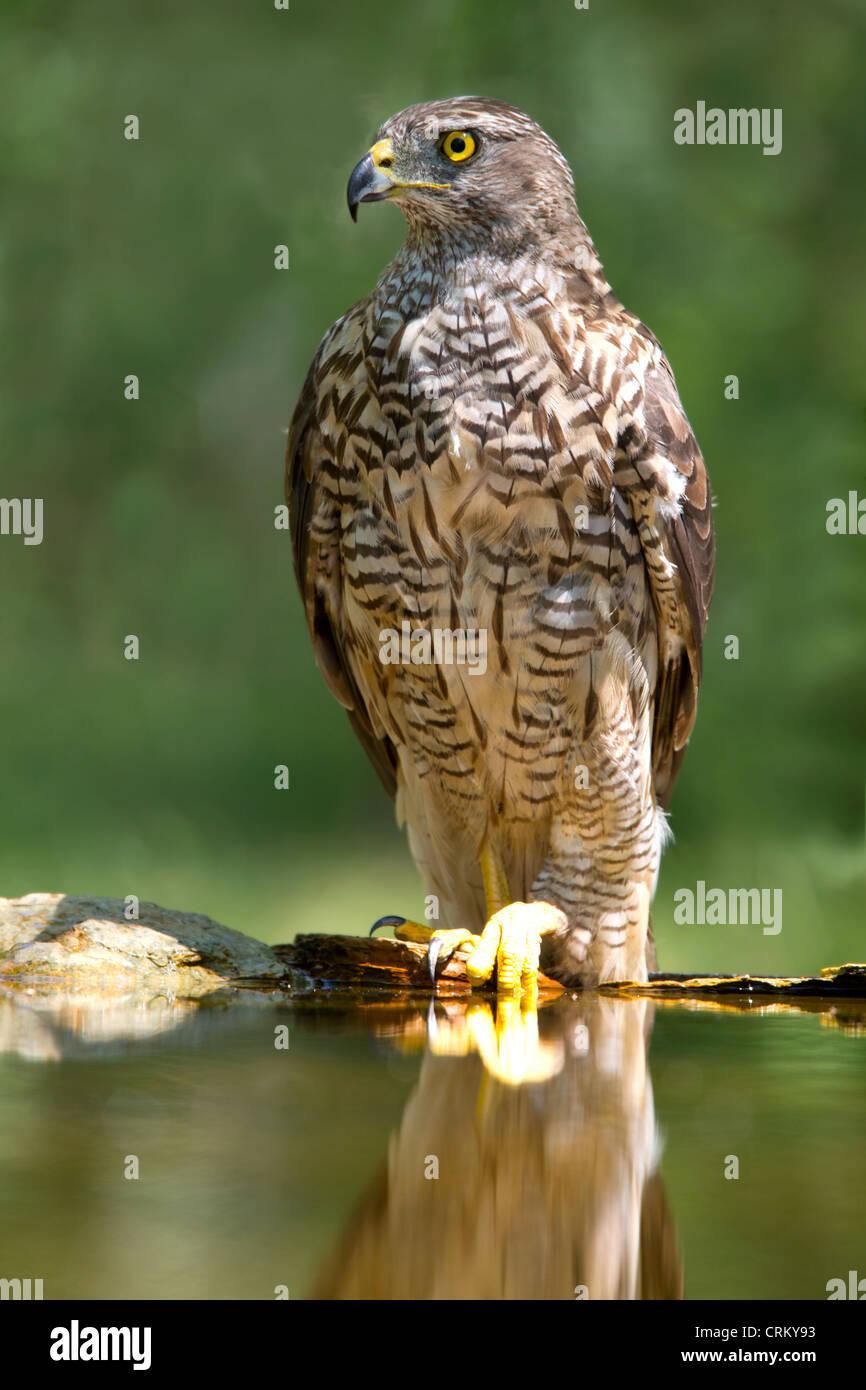 Female at the edge hi-res stock photography and images - Alamy