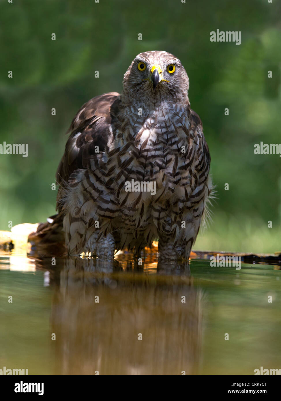 Female goshawk hi-res stock photography and images - Alamy
