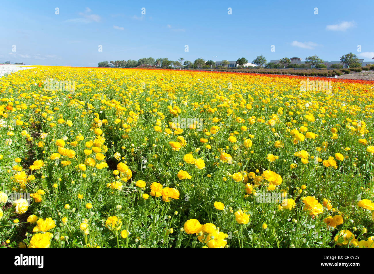 Ranunculus flower field Stock Photo - Alamy