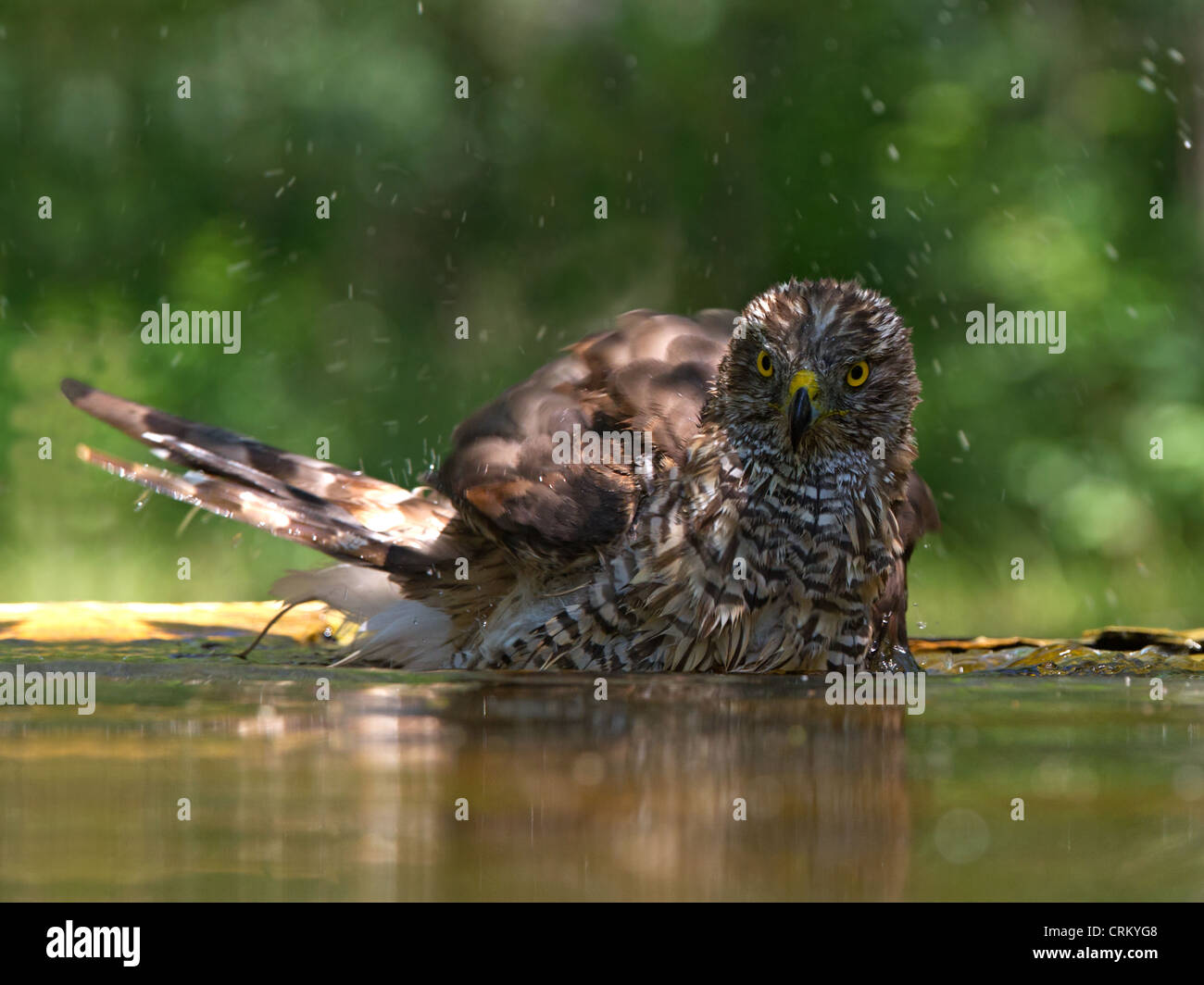 Juvenile female goshawk bathing Stock Photo - Alamy