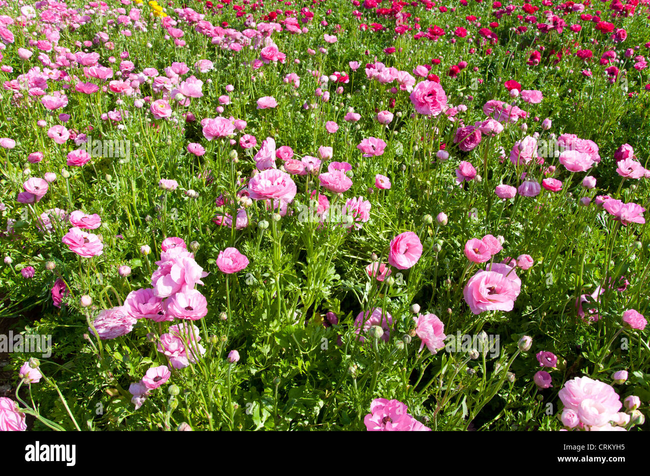 Ranunculus flower field Stock Photo - Alamy