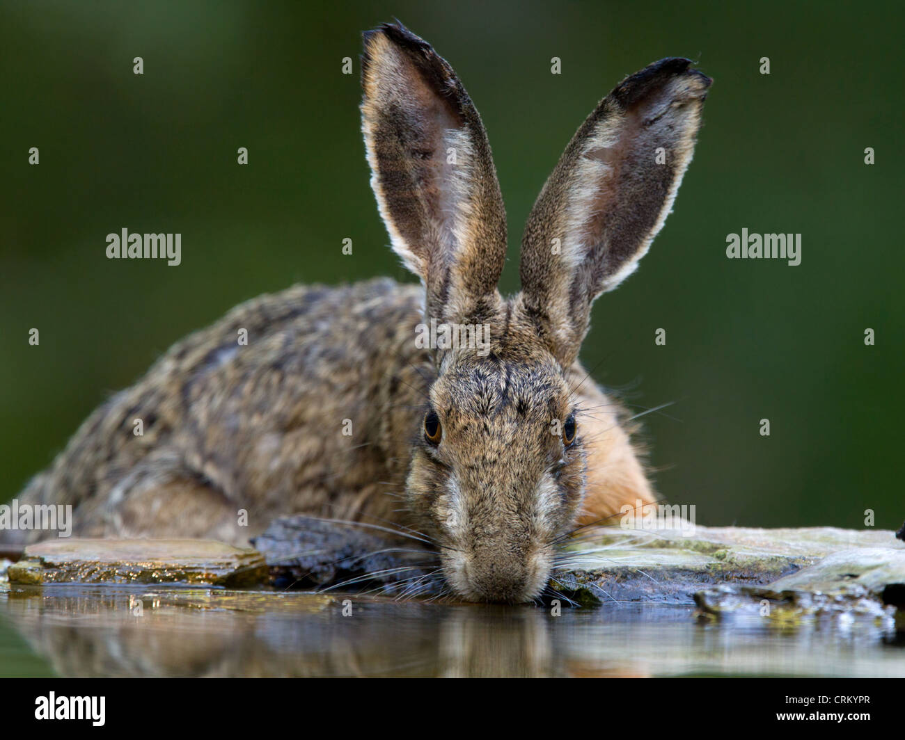 European brown hare drinking from pool Stock Photo - Alamy