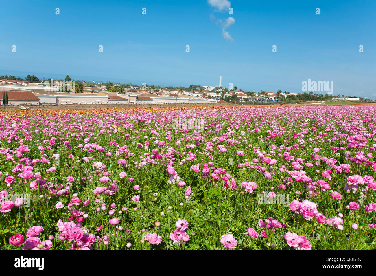 Ranunculus flower field Stock Photo - Alamy